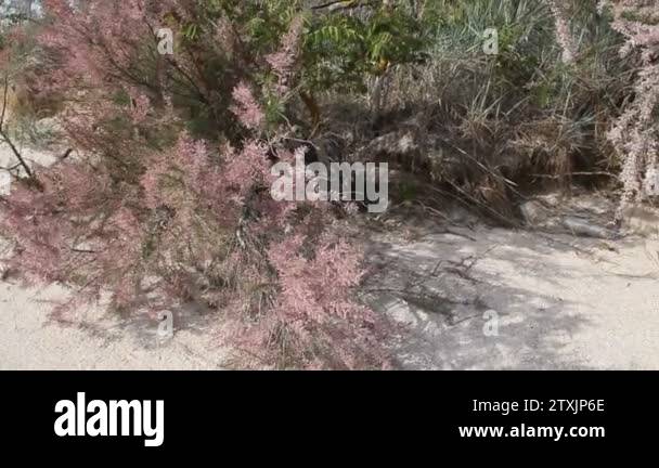 Tamarix (tamarisk, salt cedar) specie of flowering plants in the family ...