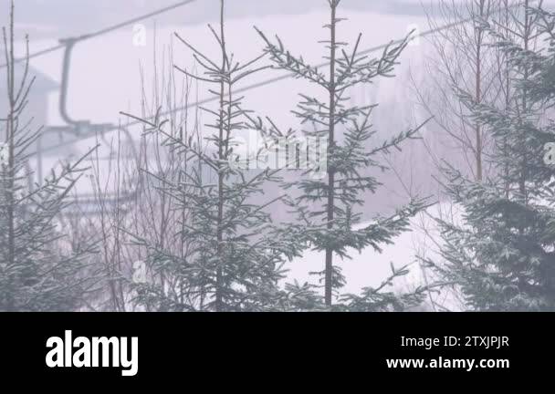 Heavy snowfall in a pine forest. A lot of heavy snow falls on the ...