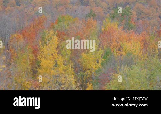 Late fall colors Stock Videos & Footage - HD and 4K Video Clips - Alamy