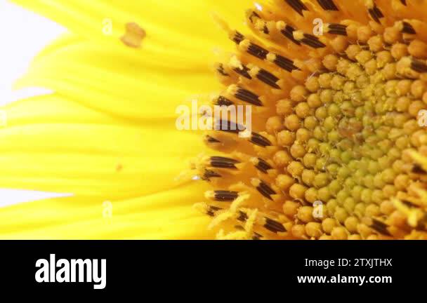Sunflower background Stock Videos & Footage - HD and 4K Video Clips - Alamy