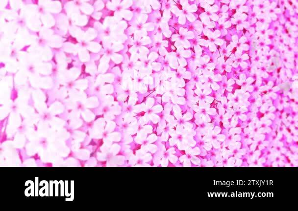 Sakura flowers. Japanese cherry blossoms in full bloom. Beautiful ...