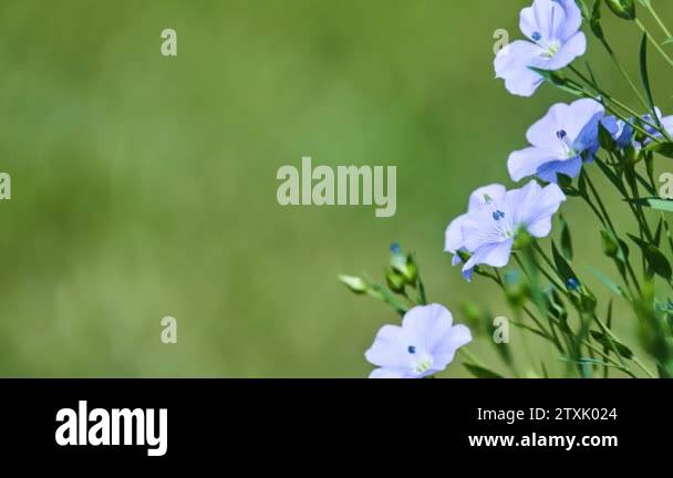 Linaceae Stock Videos & Footage - HD and 4K Video Clips - Alamy