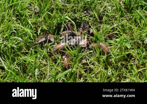 Intruding Stock Videos & Footage - HD and 4K Video Clips - Alamy