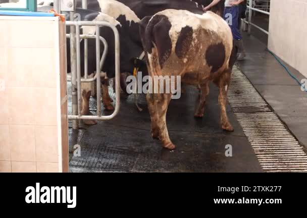 The process of milking a cow, a cow leaves the stall after milking milk ...