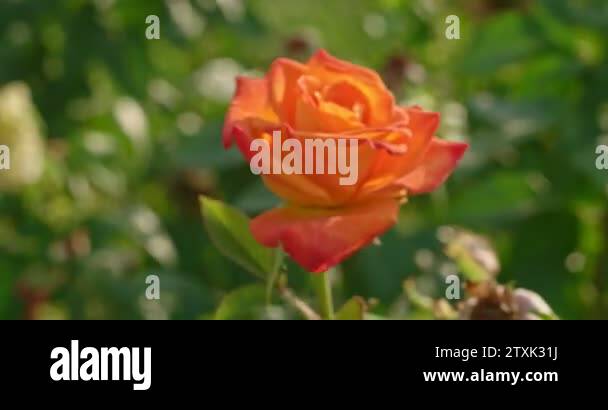 Tender rose flower in Stock Videos & Footage - HD and 4K Video Clips ...