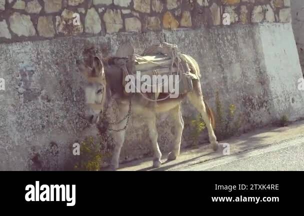 Traditional harness Stock Videos & Footage - HD and 4K Video Clips - Alamy