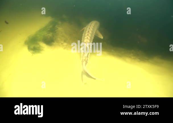 Gulf sturgeon fish swimming underwater Stock Video Footage - Alamy