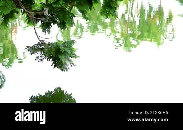 branch tree and blur reflection on water surface of lake Stock Video ...