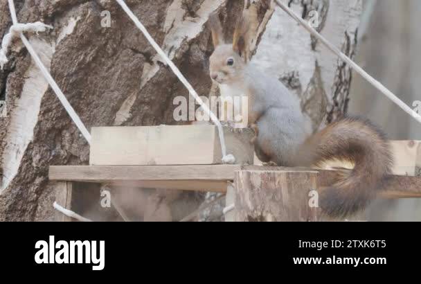 Rodent on branch Stock Videos & Footage - HD and 4K Video Clips - Alamy