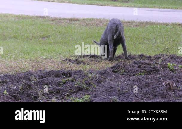Young hog Stock Videos & Footage - HD and 4K Video Clips - Alamy