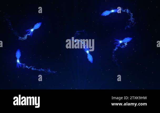 Squid illuminated with color light in the underwater. Fluorescent color ...