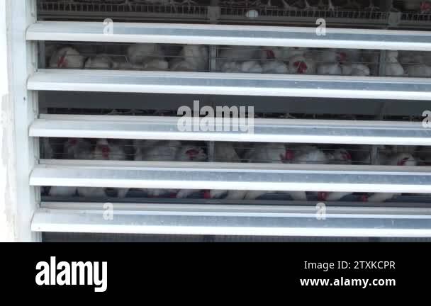 Poultry farm, chickens sit in open-air cages and eat mixed feed, on ...
