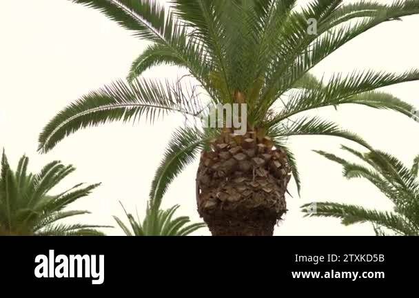 Bole vein Stock Videos & Footage - HD and 4K Video Clips - Alamy