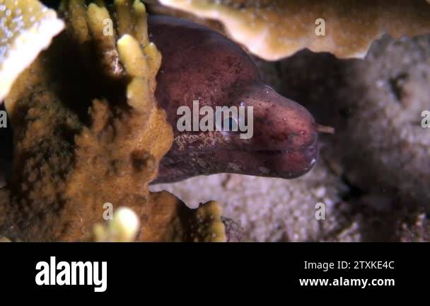 Moray eels hiding under coral in underwater of Philippine Sea Stock ...