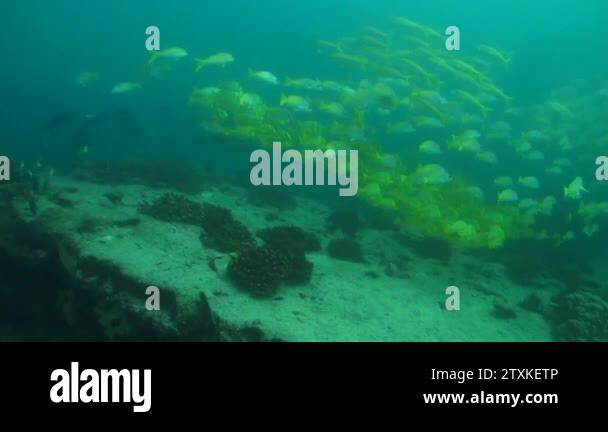 Panamic Stock Videos & Footage - HD and 4K Video Clips - Alamy