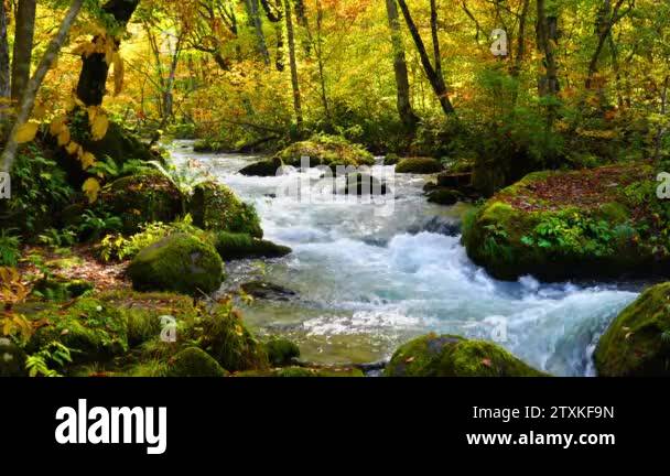 Beautiful autumn view of Oirase mountain stream with the falling leaves ...
