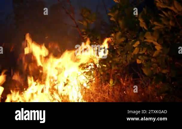 Forest fire. Fire destroys trees and forest animals. Fires in the ...