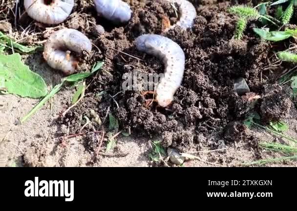 large larvae of garden pest beetles on the surface of the lawn soil Stock Video Footage - Alamy