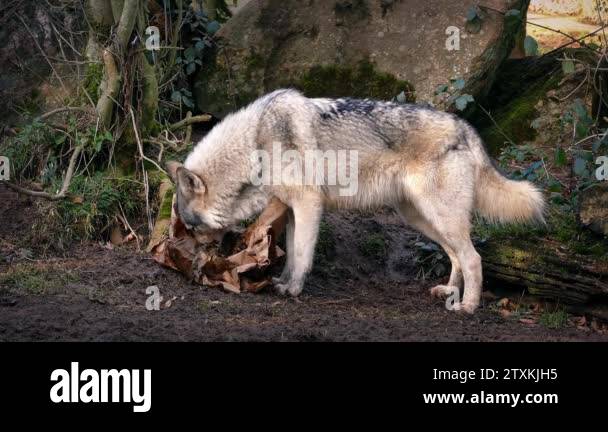 Female wolves Stock Videos & Footage - HD and 4K Video Clips - Alamy