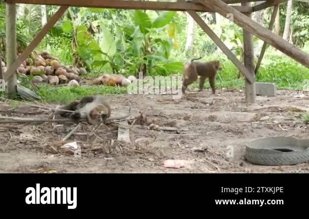 Cute monkey worker rest from coconut harvest collecting. The use of ...