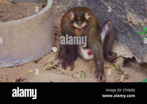Pigtail macaque Stock Videos & Footage - HD and 4K Video Clips - Alamy