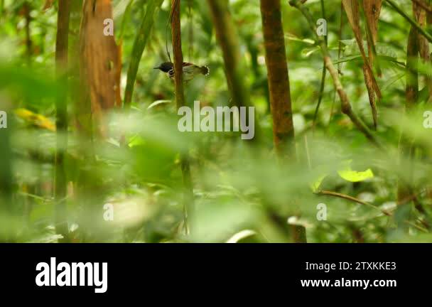 Spotted antbird vocalising while moving tail in Panama rainforest Stock ...
