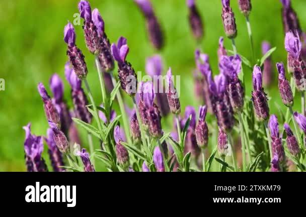 Lavandula angustifolia lavender flowering plant Stock Videos & Footage ...