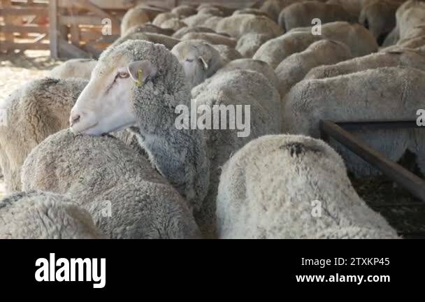 Funny sheep licking the back of another one standing together on a farm ...