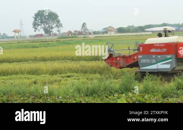 Cutting rice crop Stock Videos & Footage - HD and 4K Video Clips - Alamy