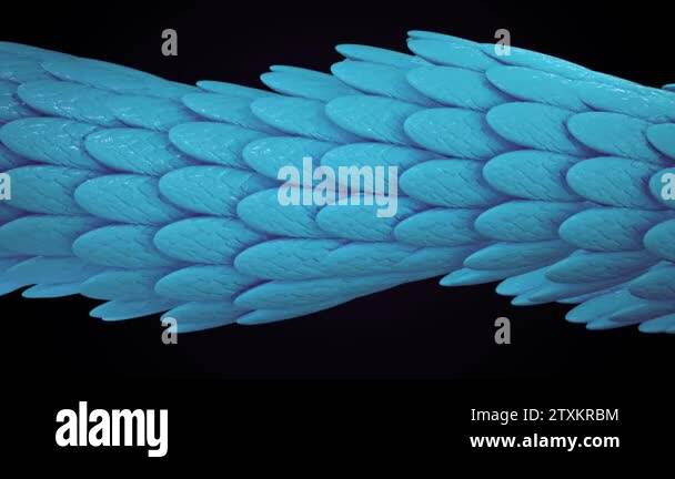 Animation of a crawling colored dragon on a black background. Animation ...