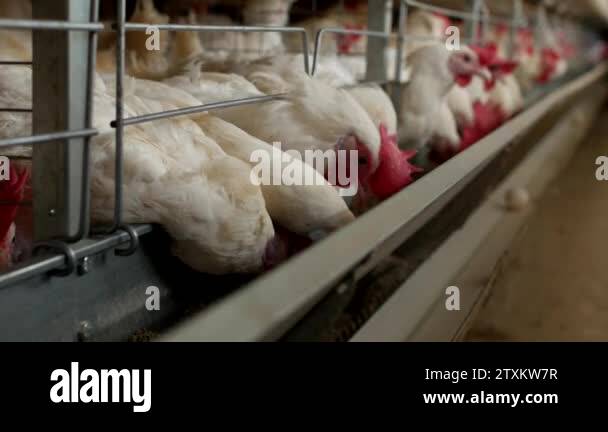 Poultry farm for breeding chickens, chicken eggs go through the ...