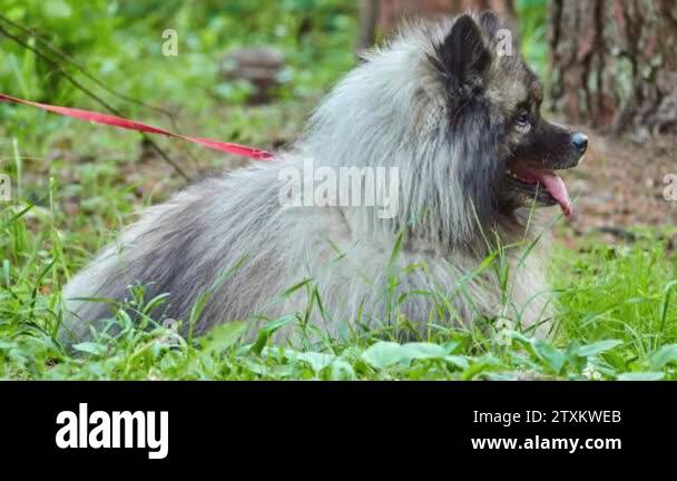 Dutch dog breed Stock Videos & Footage - HD and 4K Video Clips - Alamy