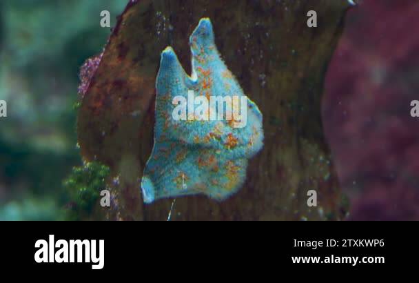 Blue bat star Stock Videos & Footage - HD and 4K Video Clips - Alamy