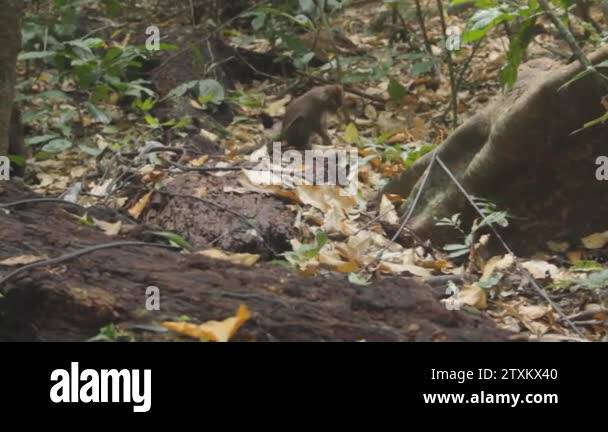 Monkey in Palawan. A monkey looks up at the trees above on the Palawan ...