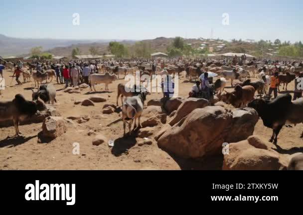 Babile ethiopia Stock Videos & Footage - HD and 4K Video Clips - Alamy