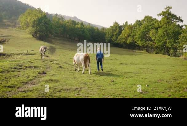 A farmer breeds and cows his cow in nature according to ancient ...