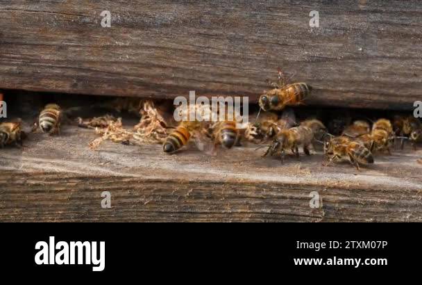 European Honey Bee, apis mellifera, cocoon of false ringworm released ...