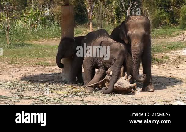 A family of Asian elephants on an elephant farm in Thailand Stock Video ...