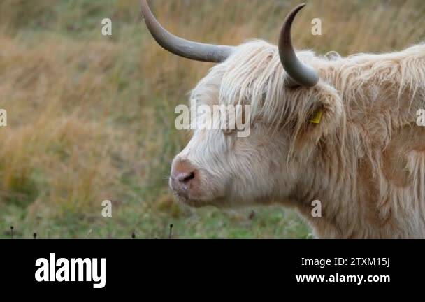 Highland cattle - Bo Ghaidhealach -Heilan coo - a Scottish cattle breed ...