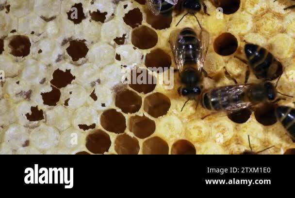 Honey bee apis mellifera brood Stock Videos & Footage - HD and 4K Video ...