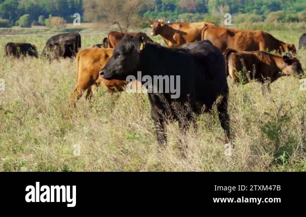 close up, in meadow, on farm, big brown and black pedigree, breeding ...