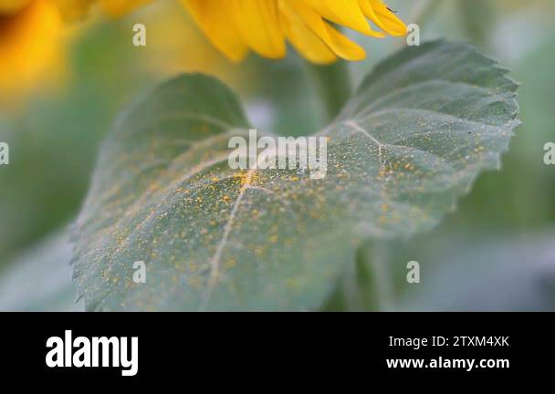 Sunflower sheet Stock Videos & Footage - HD and 4K Video Clips - Alamy