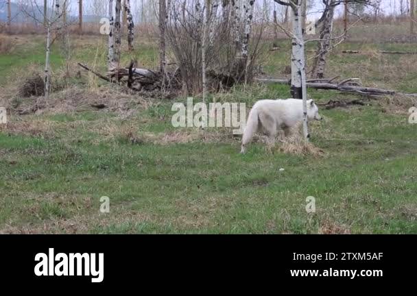 Arctic wolf canada Stock Videos & Footage - HD and 4K Video Clips - Alamy
