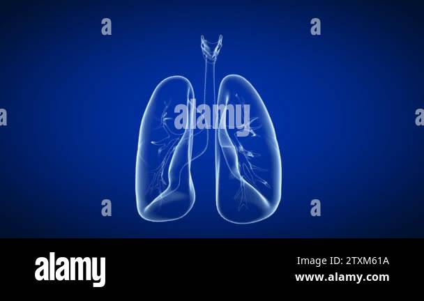 Medical 3d loopable animation of the human lungs Stock Video Footage ...