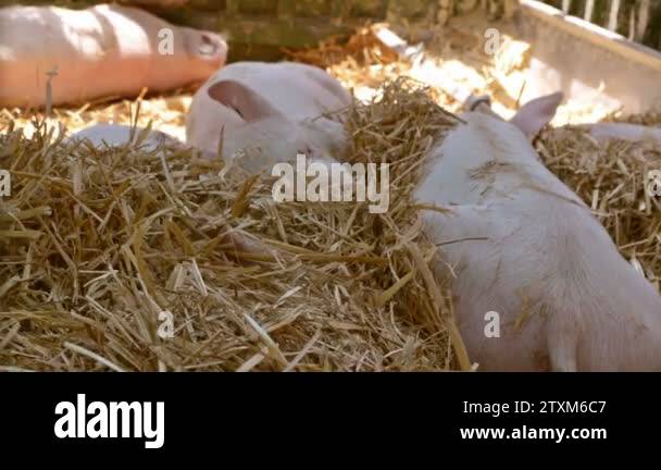 Pork bacon hay cute rural Stock Videos & Footage - HD and 4K Video ...