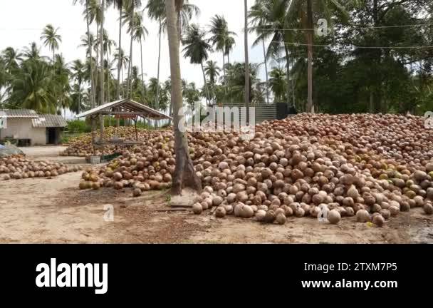 Coconut farm with nuts ready for oil and pulp production. Large piles ...