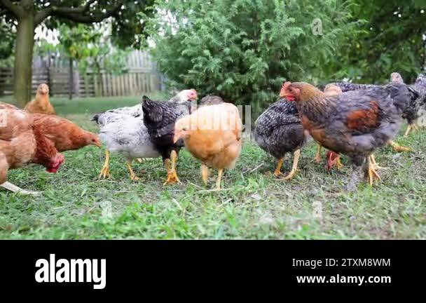 Galls bird Stock Videos & Footage - HD and 4K Video Clips - Alamy