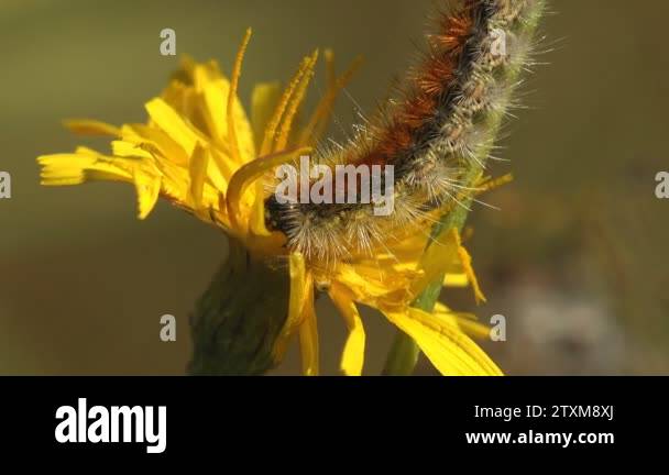 Insect macro view. Eastern tent caterpillar (Malacosoma americanum) is ...