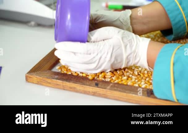 Laboratory research of corn seeds. samples of different species ...