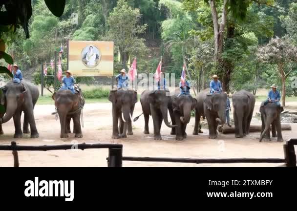 An elephant show walk around stage with his mahout at Lampang Thai ...